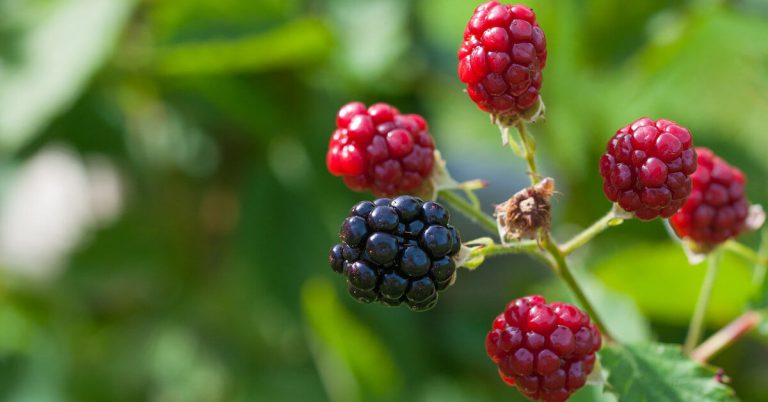 Top 15 Website Change Monitoring Tools